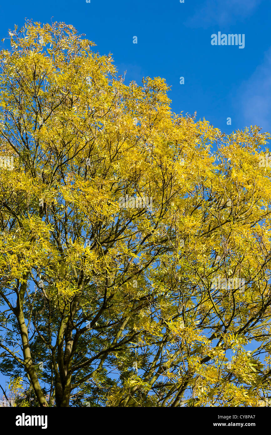 Ash tree uk autumn hi-res stock photography and images - Alamy