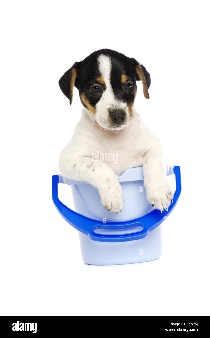 Jack Russell Terrier puppy in a blue bucket isolated on a white ...