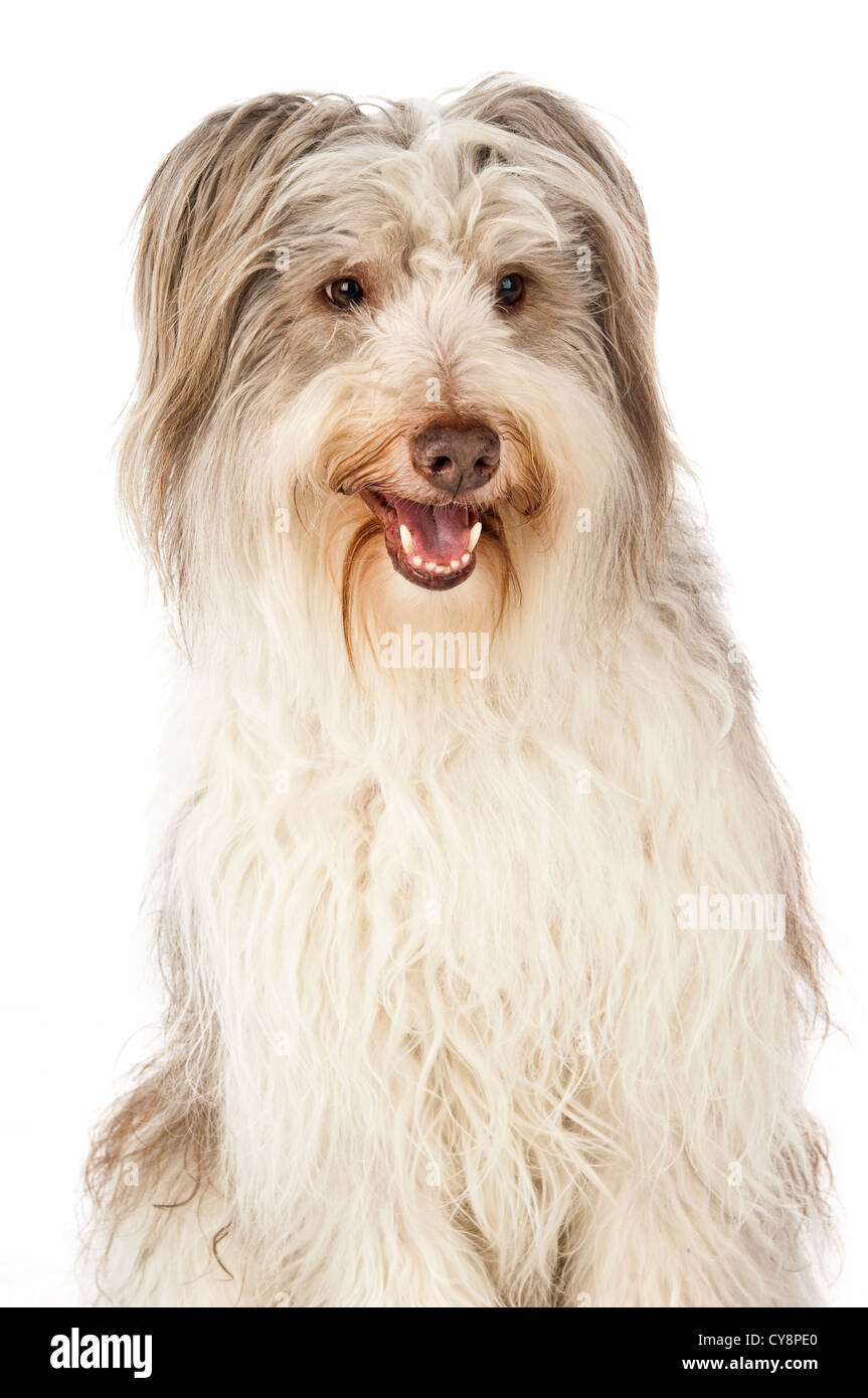 Bearded Collie isolated on a white background Stock Photo - Alamy