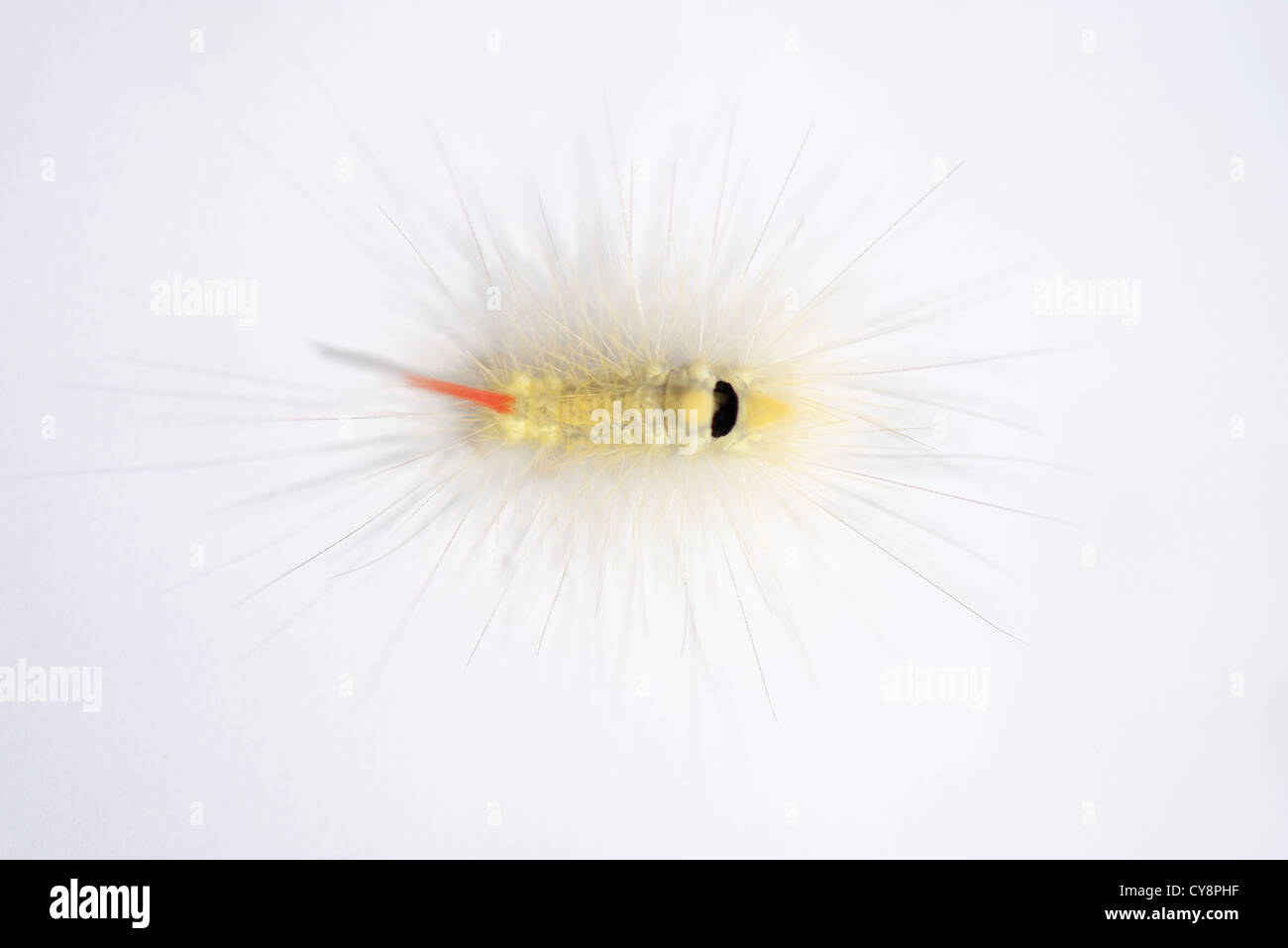 Fuzzy caterpillars hi-res stock photography and images - Alamy