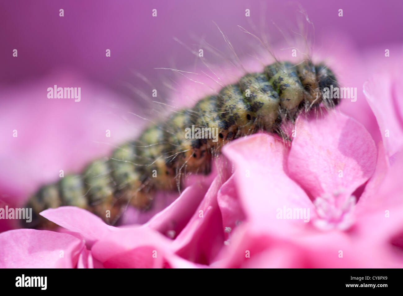 Hydrangeas side by side hi-res stock photography and images - Alamy