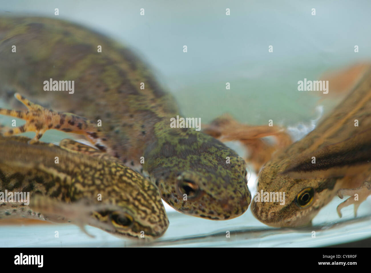 Salamander fish hi-res stock photography and images - Alamy