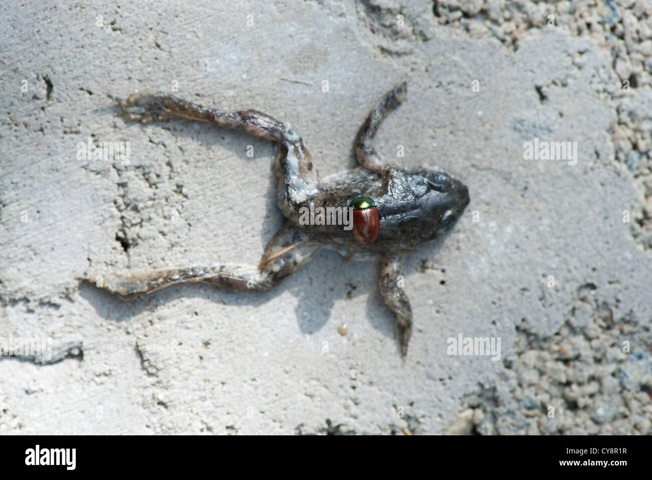 Dead frog hi-res stock photography and images - Alamy