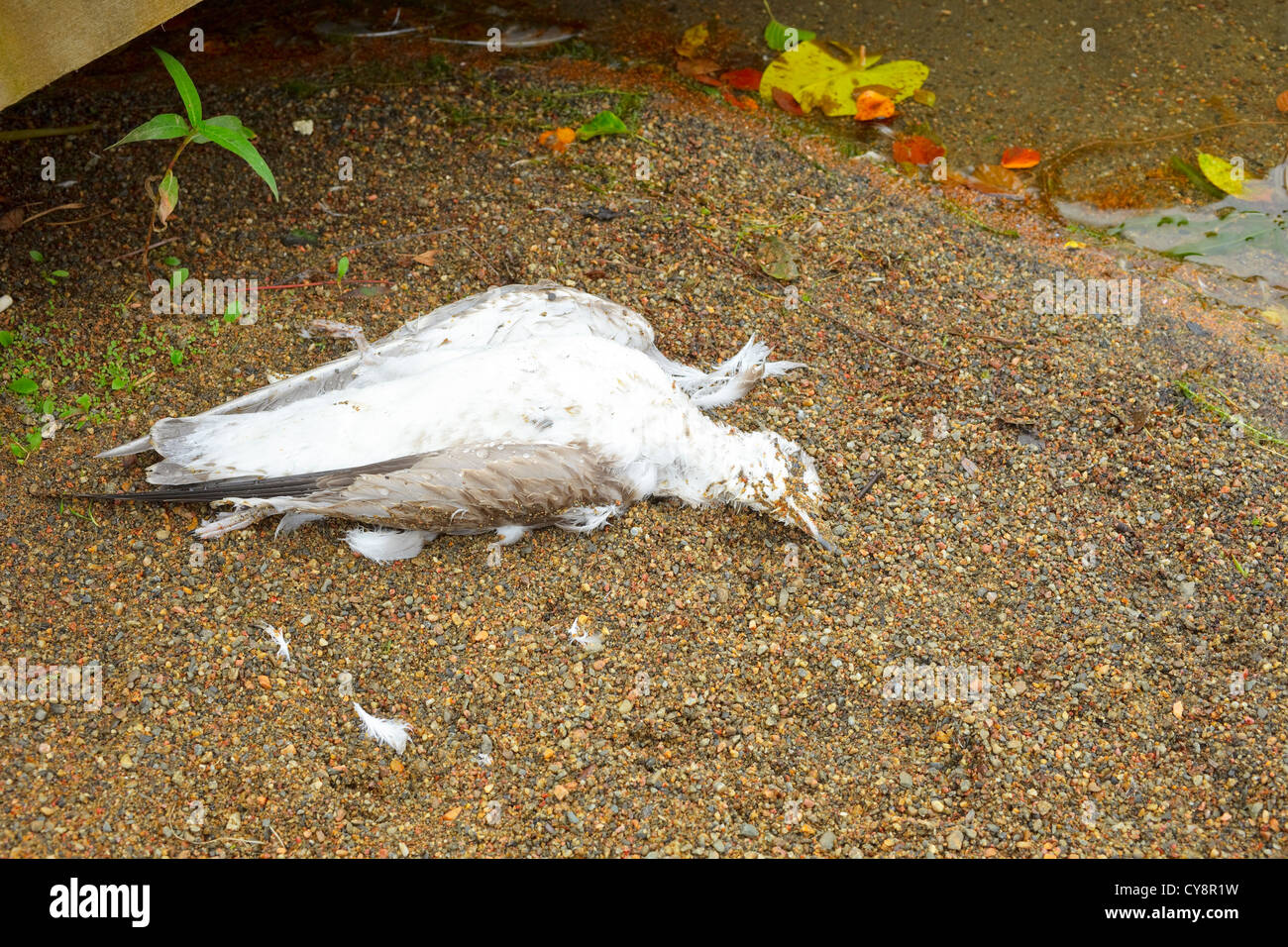 Dead seagull hi-res stock photography and images - Alamy