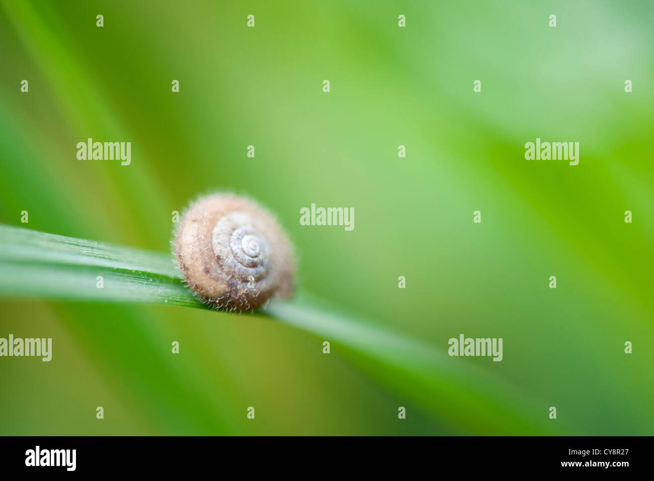 Snail on leaf Stock Photo - Alamy