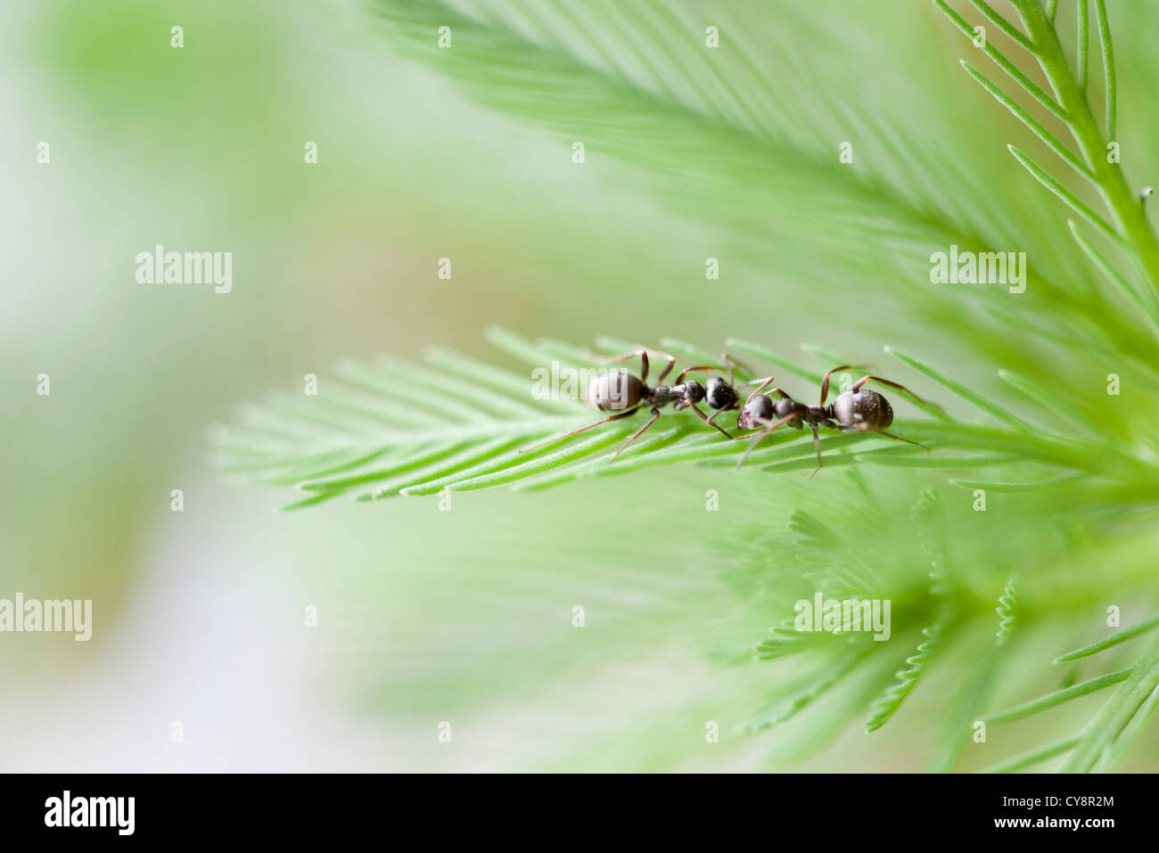 Ants on parrotfeather plant Stock Photo - Alamy
