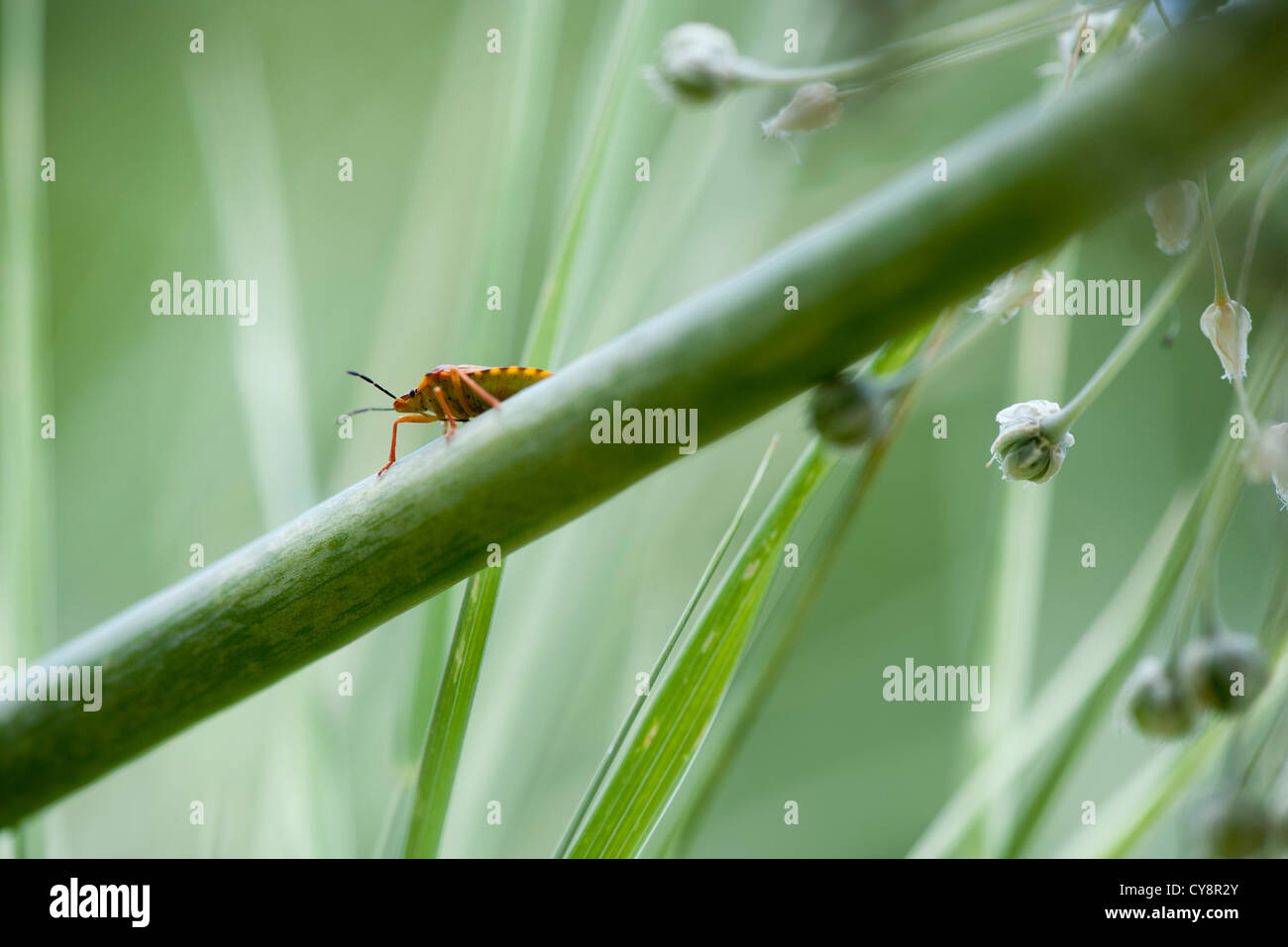 Insect on plant stem Stock Photo - Alamy