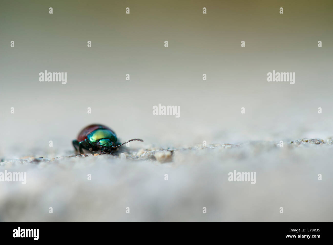 Japanese beetle life hi-res stock photography and images - Alamy