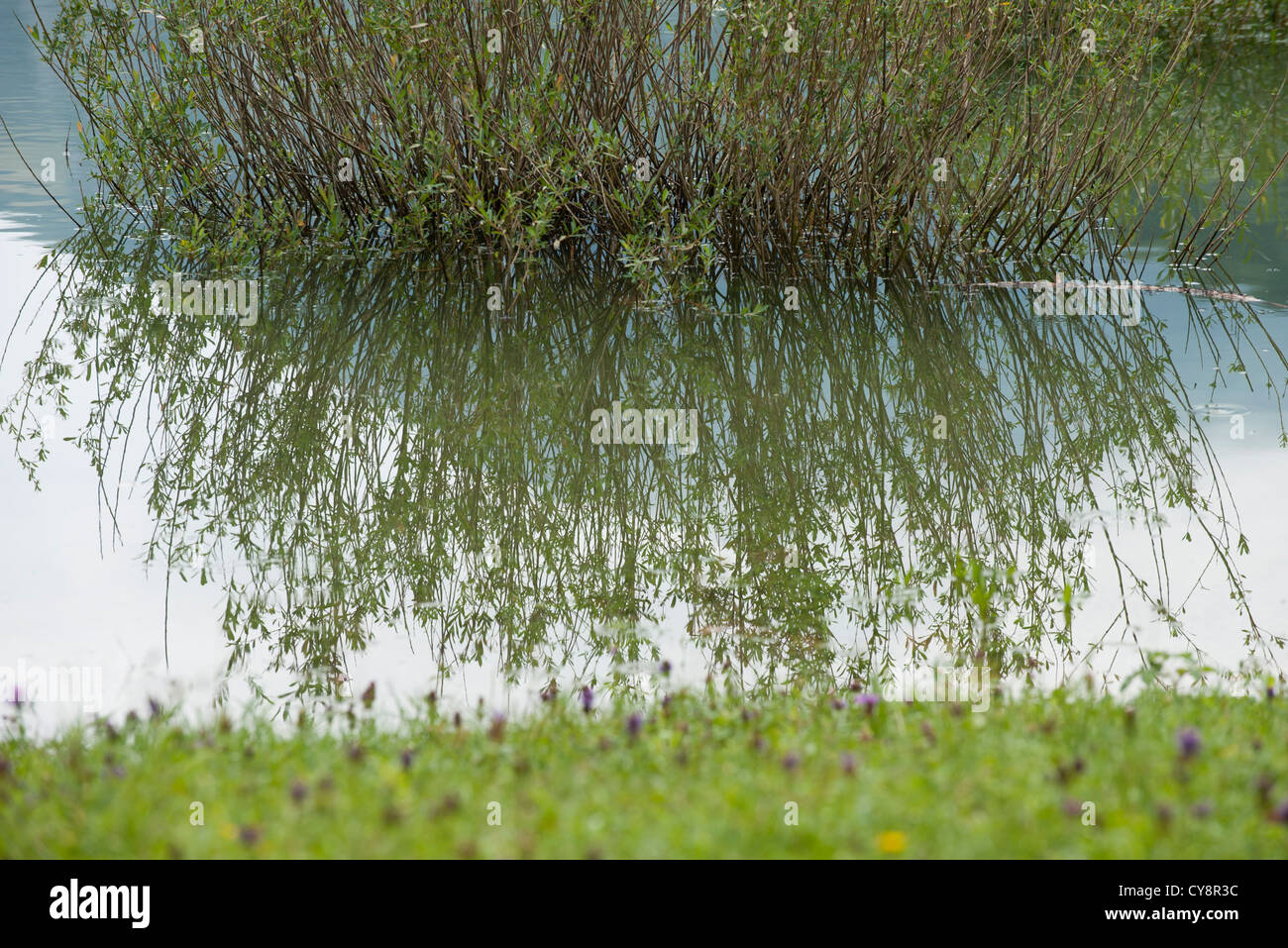 Reflection of plants on water Stock Photo - Alamy