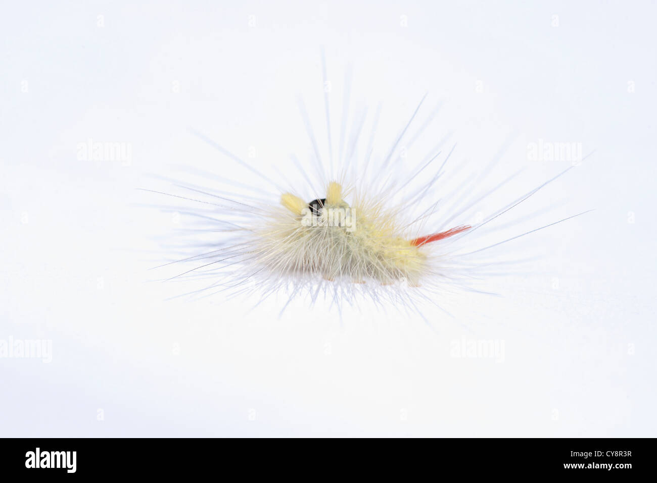 Fuzzy caterpillars hi-res stock photography and images - Alamy