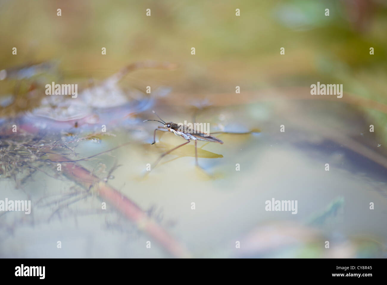Water strider hi-res stock photography and images - Alamy