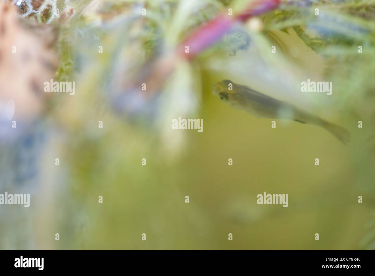 Fish in water Stock Photo - Alamy