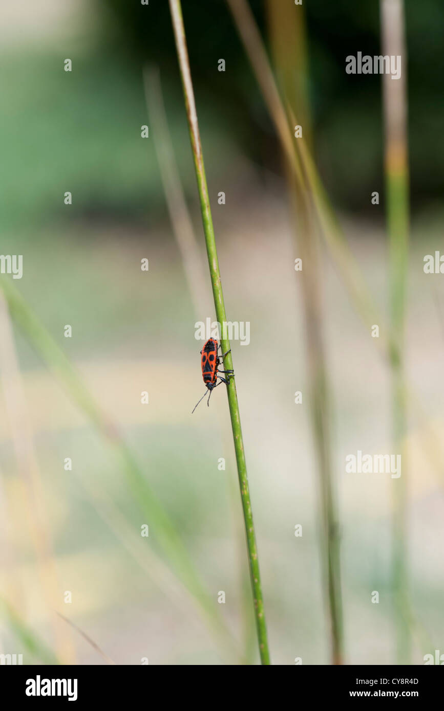 Firebugs in nature hi-res stock photography and images - Alamy