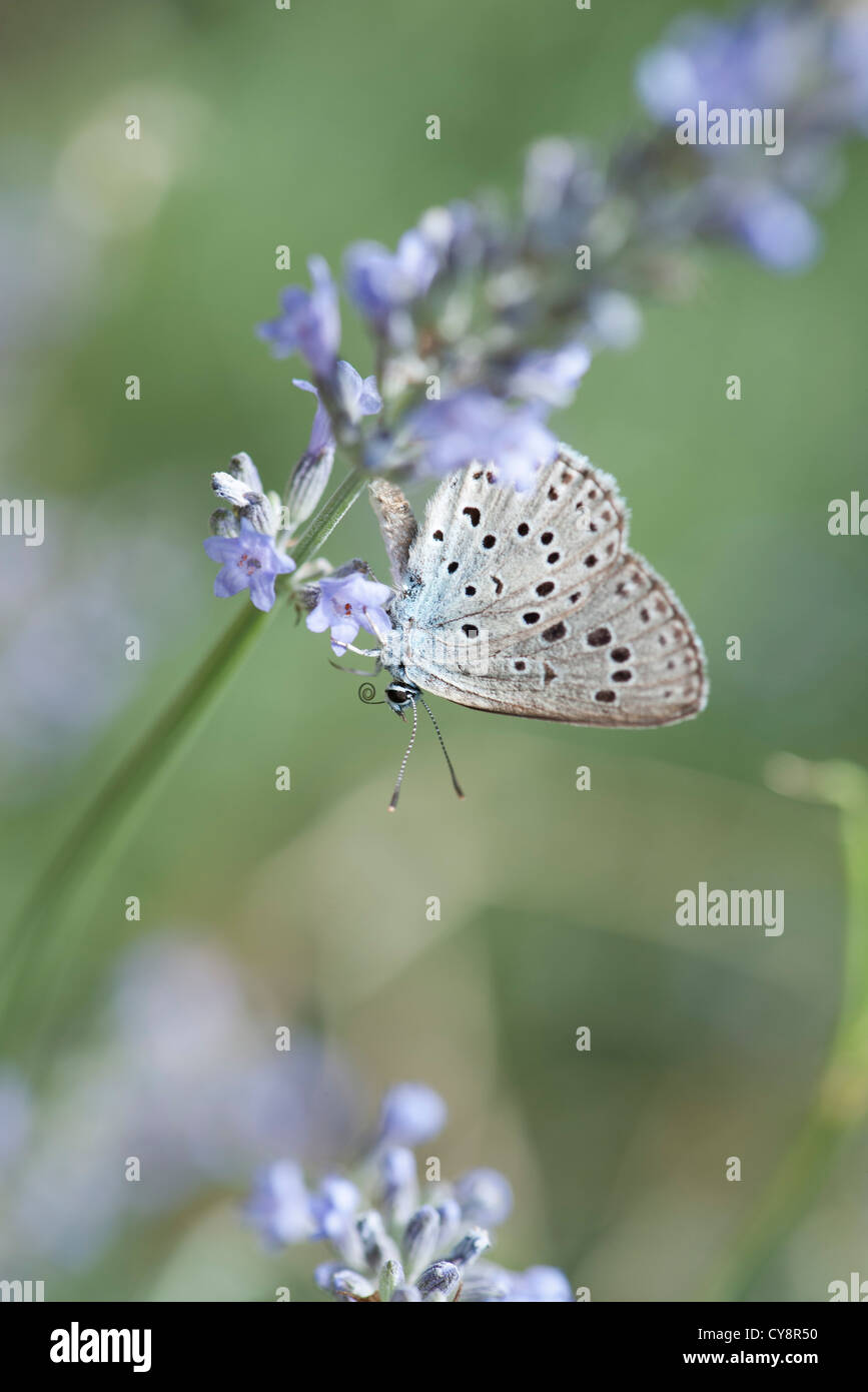 Lycaenidae butterfly on lavender flowers Stock Photo - Alamy
