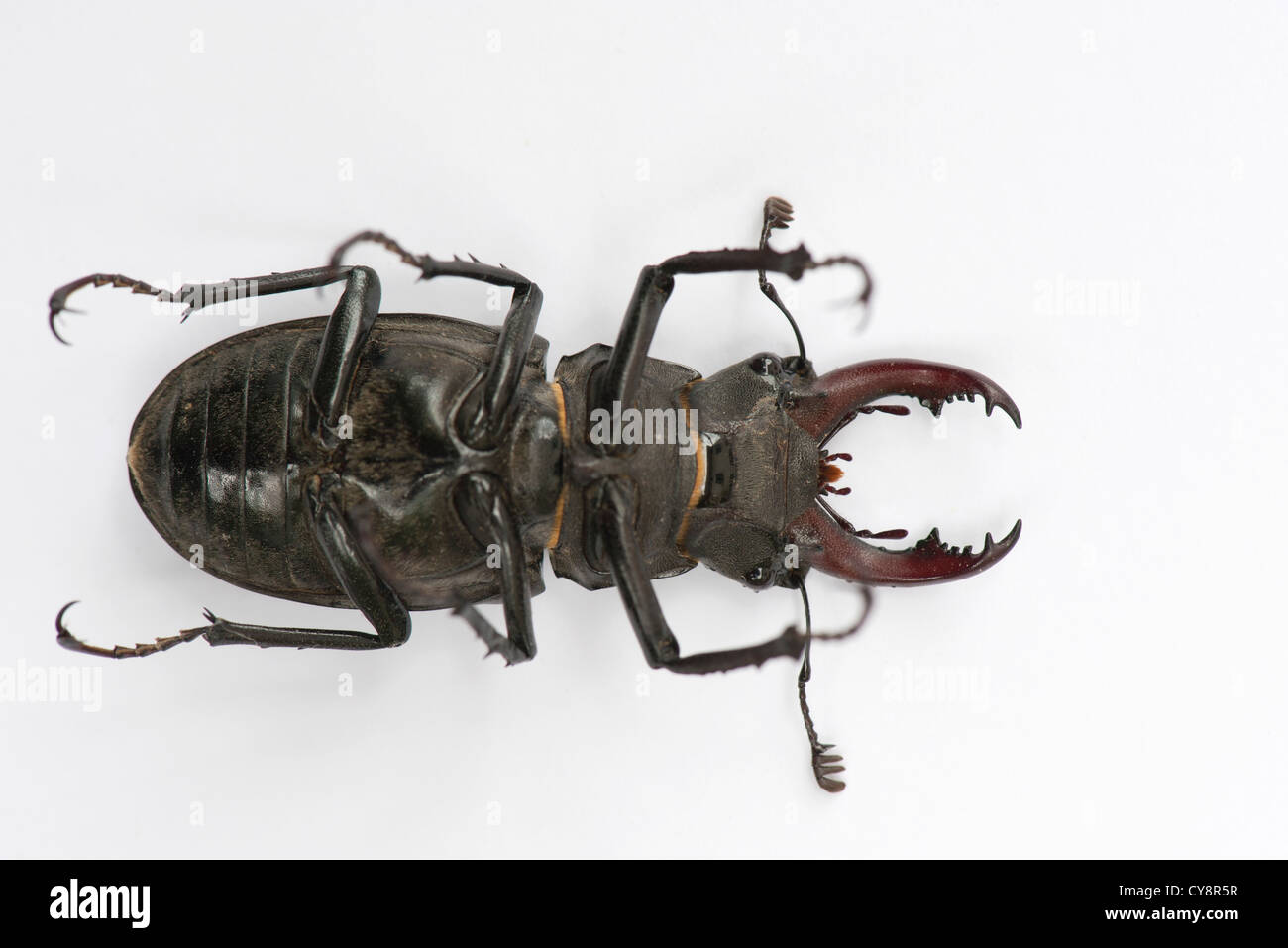 Underside of beetle hi-res stock photography and images - Alamy