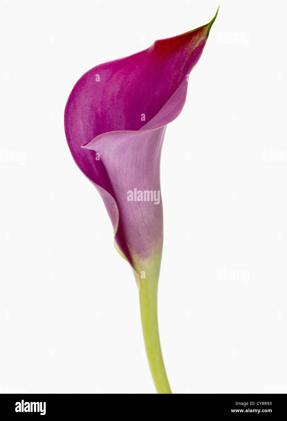 Zantedeschia 'Captain Prado', Lily, Arum lily, Calla lily Stock Photo ...