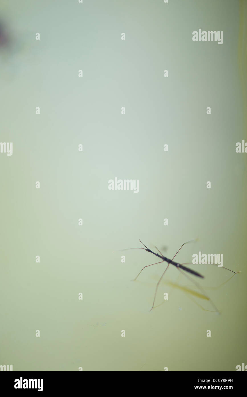 Strider bug hi-res stock photography and images - Alamy