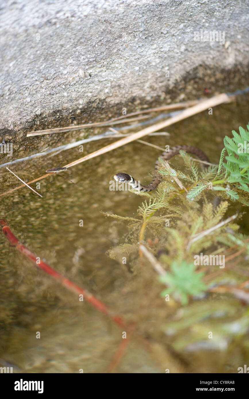 Grass snake (Natrix natrix) in shallow water Stock Photo - Alamy