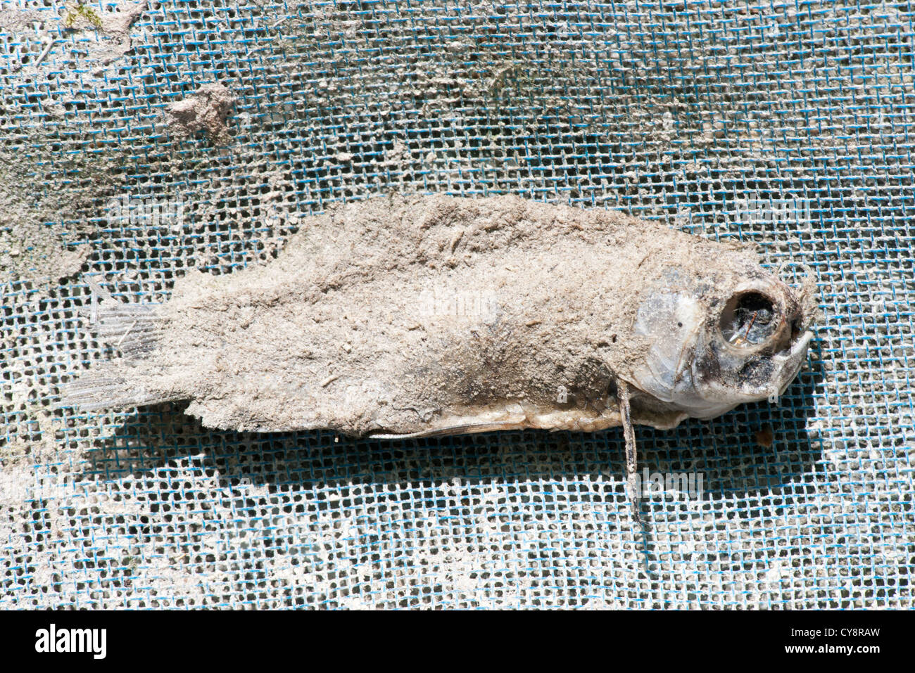 Dead fish on fishing net Stock Photo - Alamy