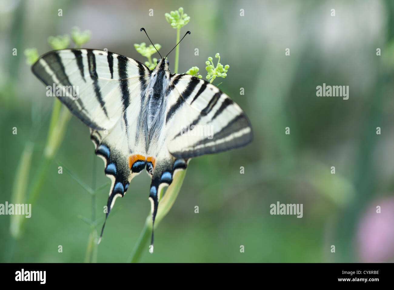 Zebra swallowtail butterfly Stock Photo - Alamy