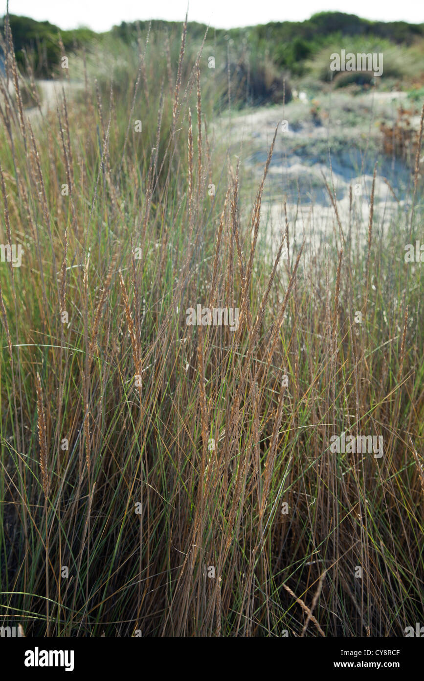 Dune Growth High Resolution Stock Photography and Images - Alamy