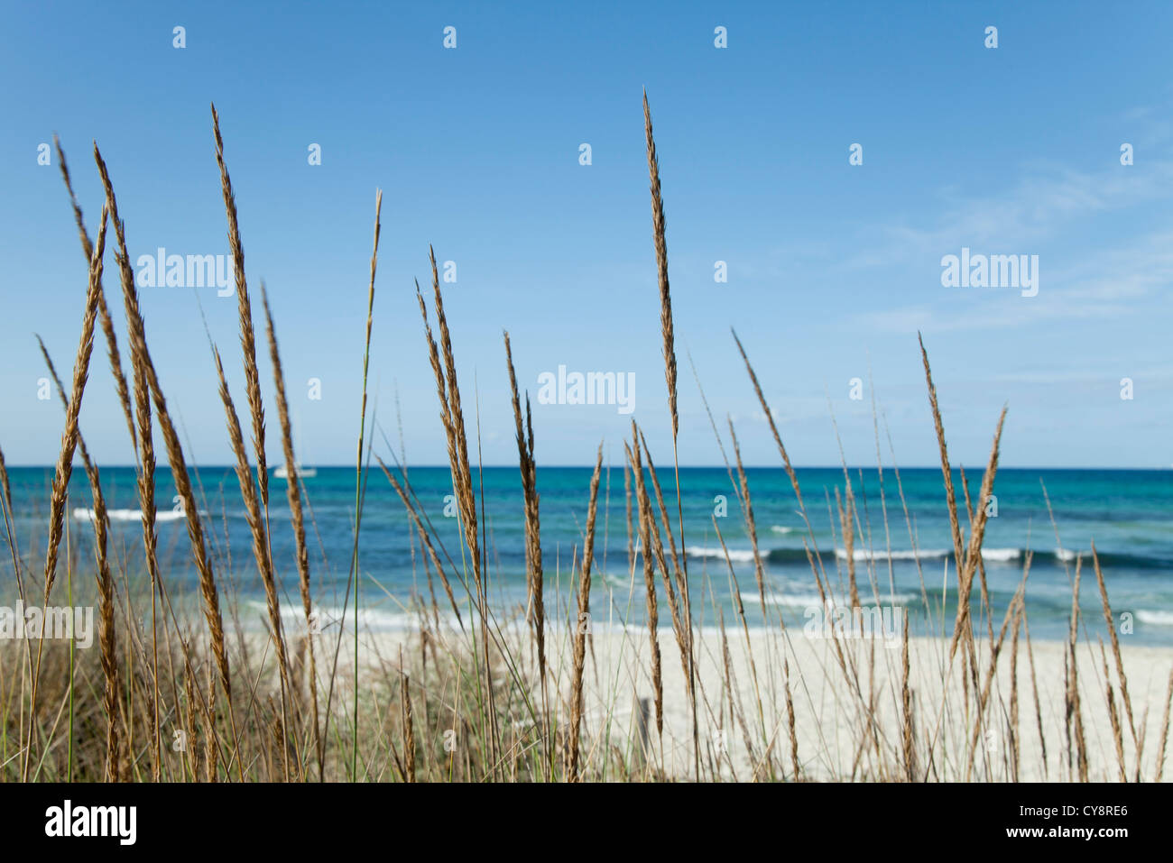 Beach Grass Stock Photos & Beach Grass Stock Images - Alamy