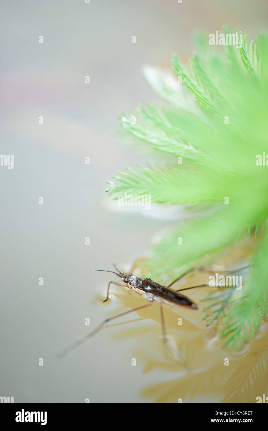 Surface tension water insects skimmer hi-res stock photography and ...