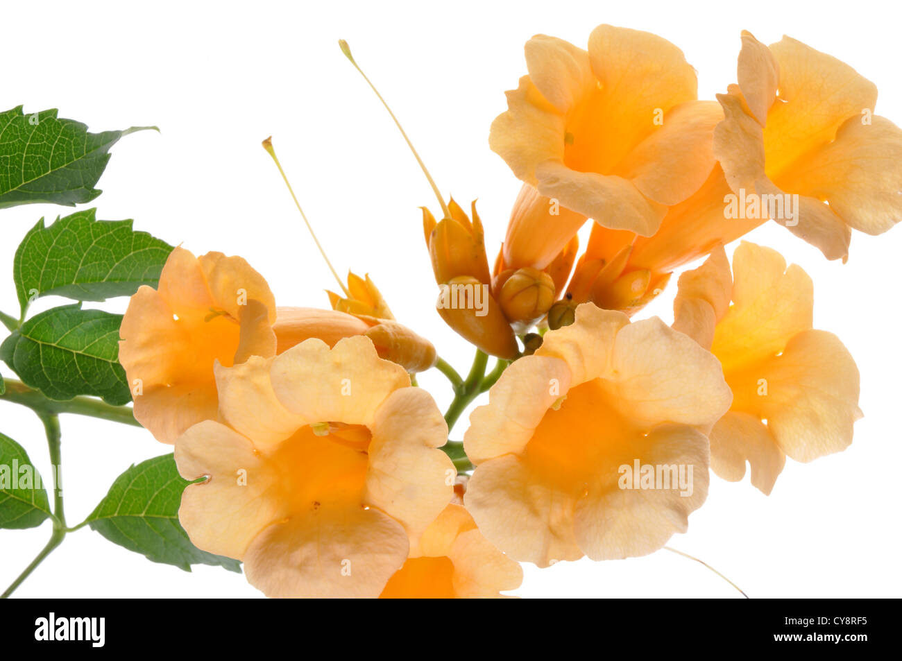 Trumpet Creeper flower blooming in yellow Stock Photo - Alamy