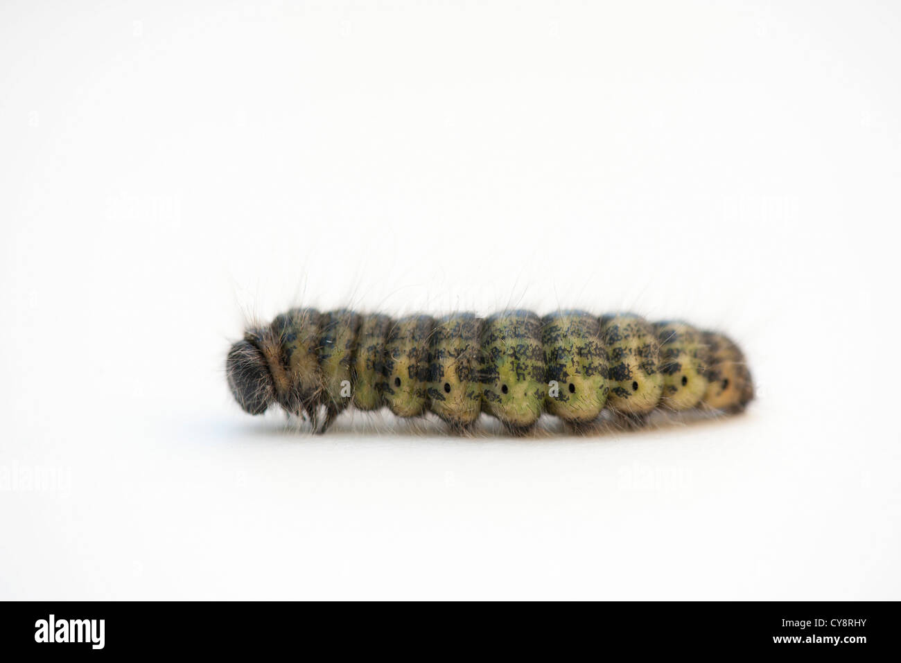 Caterpillar from bugs life hi-res stock photography and images - Alamy
