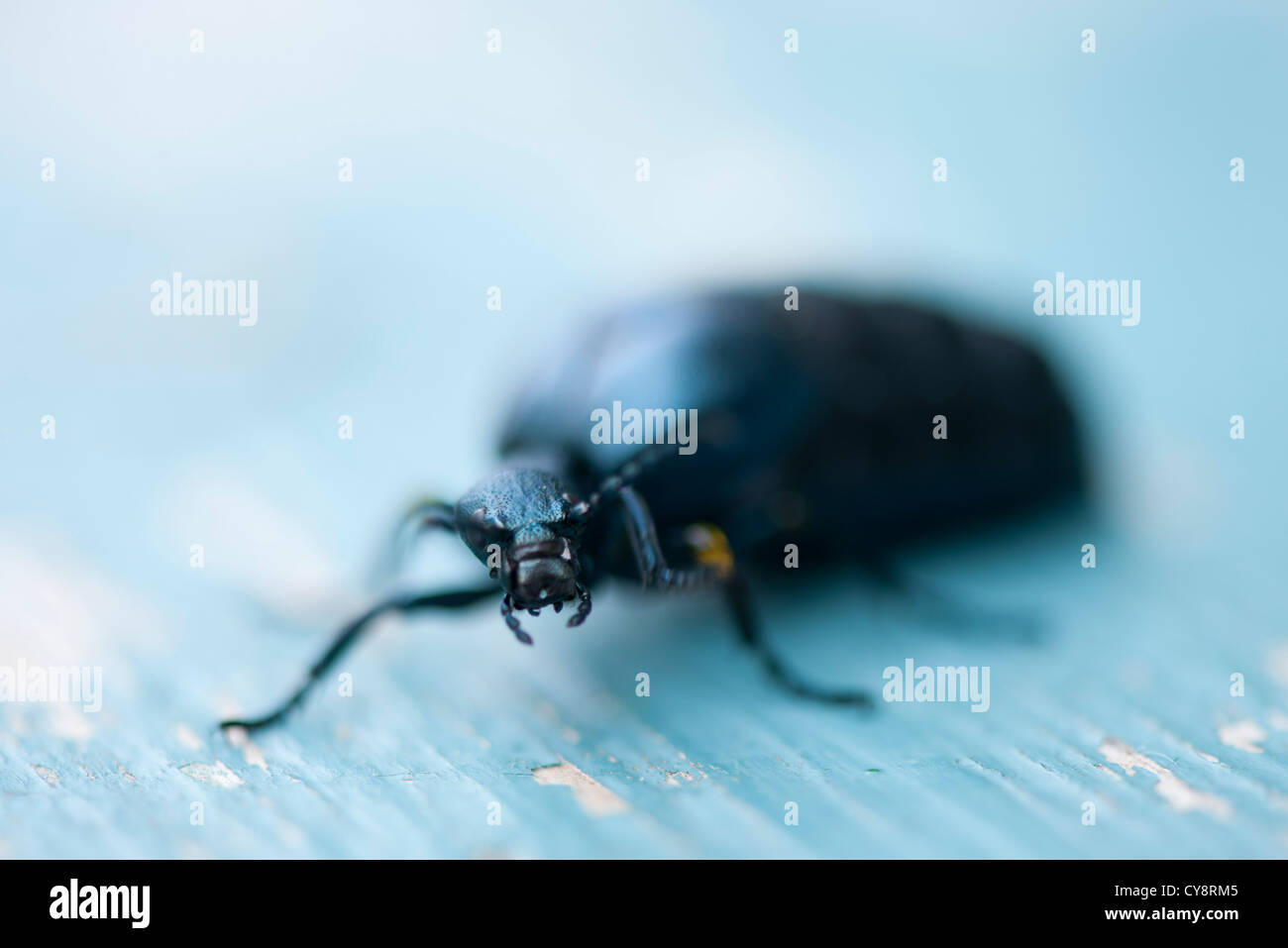 Insect and beetle images hi-res stock photography and images - Alamy