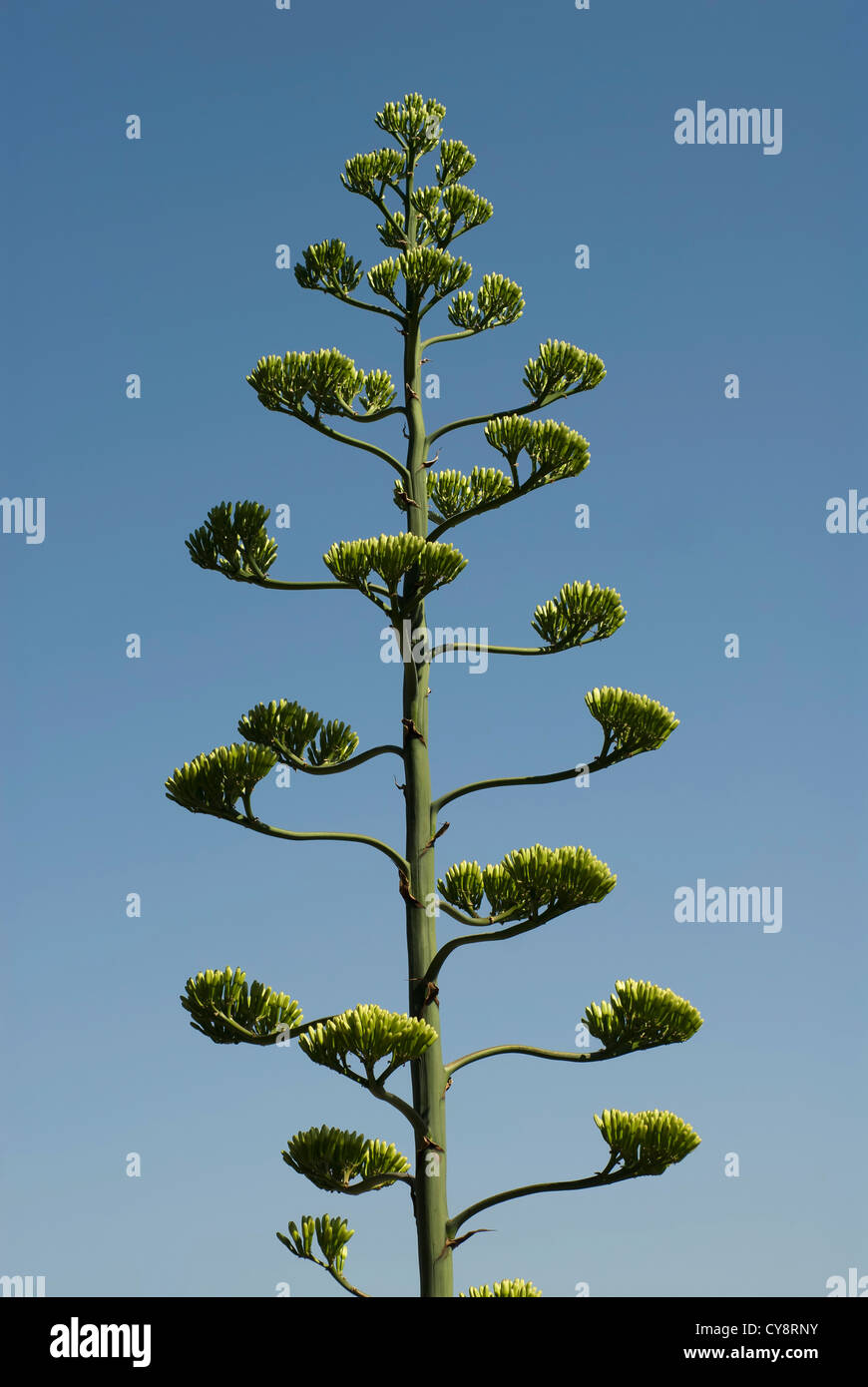 Agave americana marginata, Agave Stock Photo - Alamy