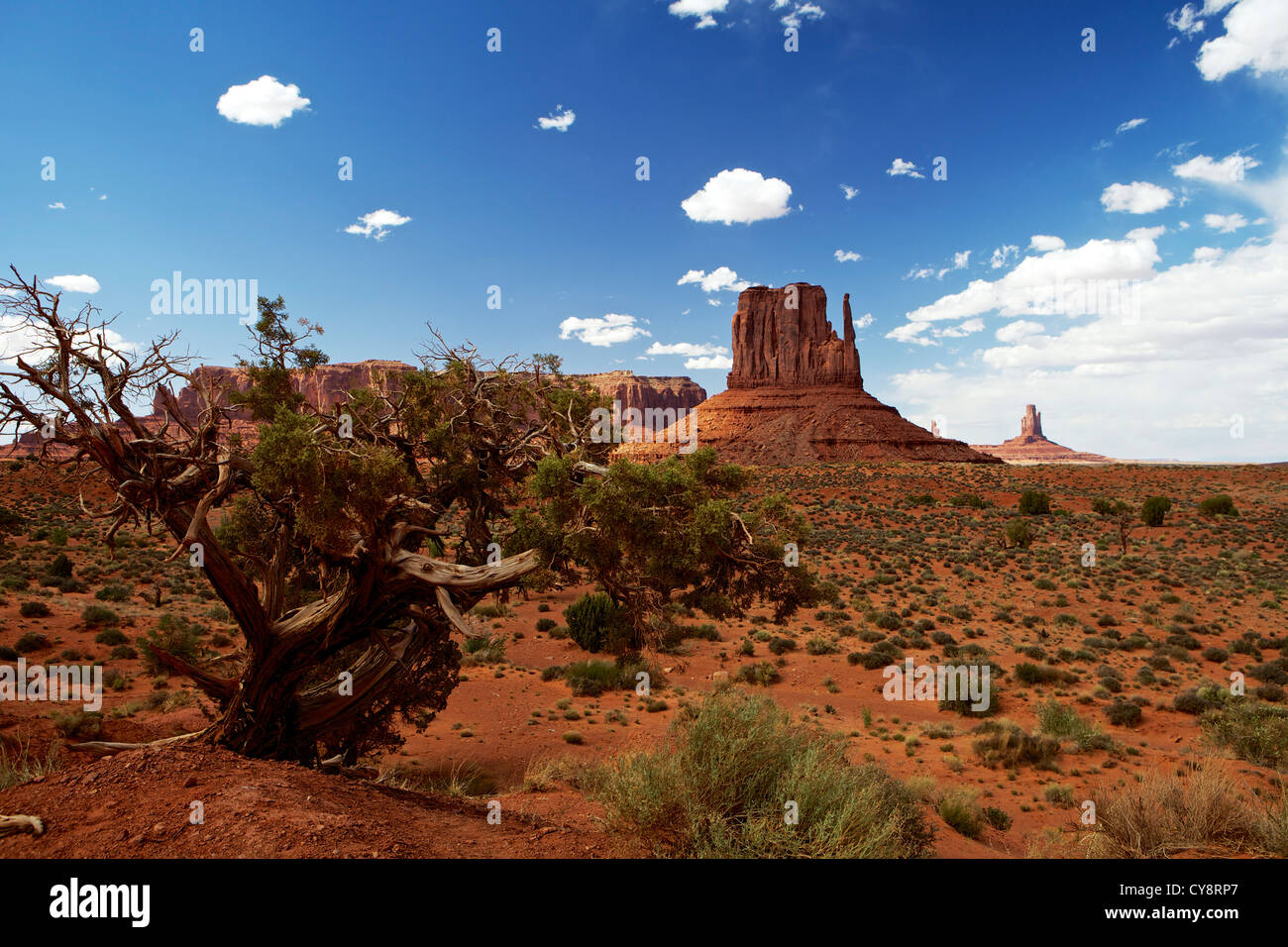 Bristlecone hi-res stock photography and images - Alamy