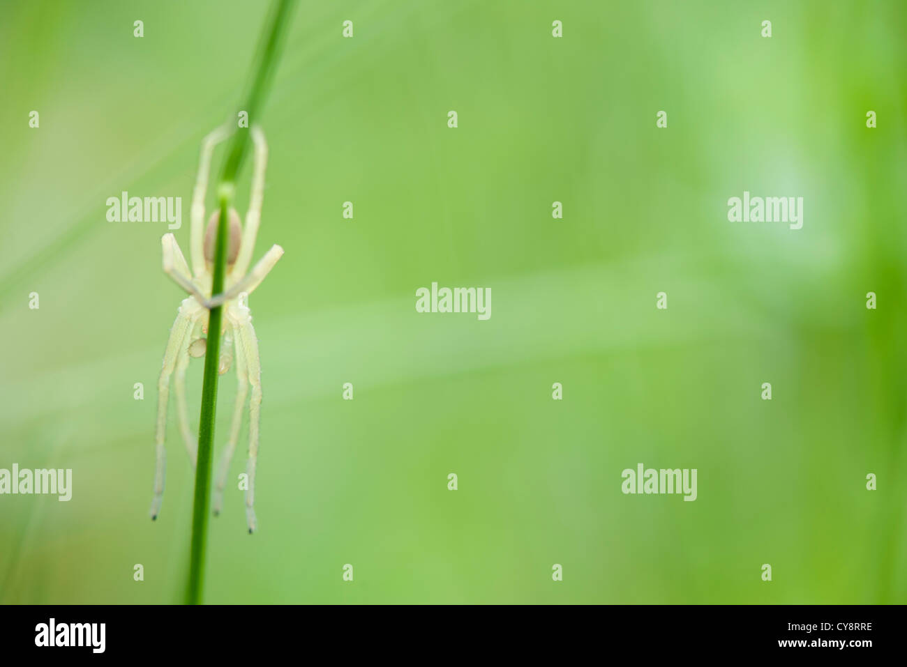 Beauty of the spider hi-res stock photography and images - Alamy