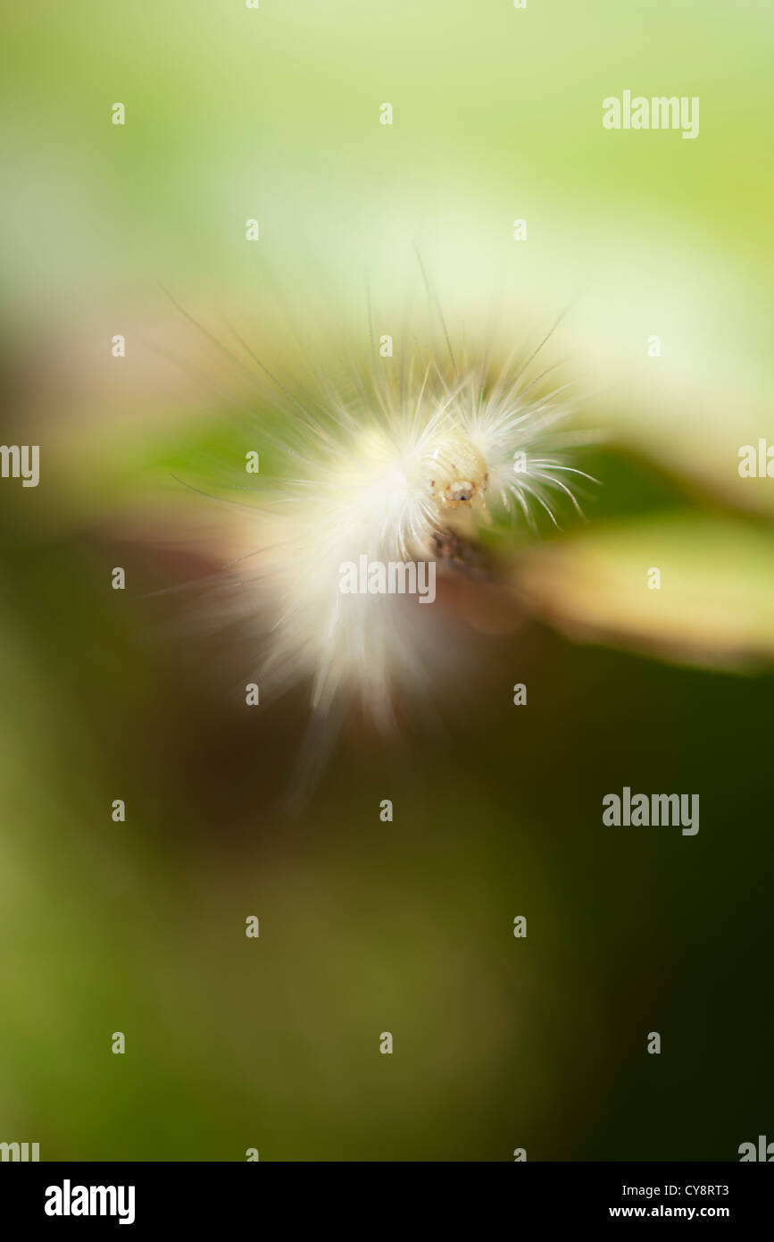 Butterfly larvas hi-res stock photography and images - Alamy