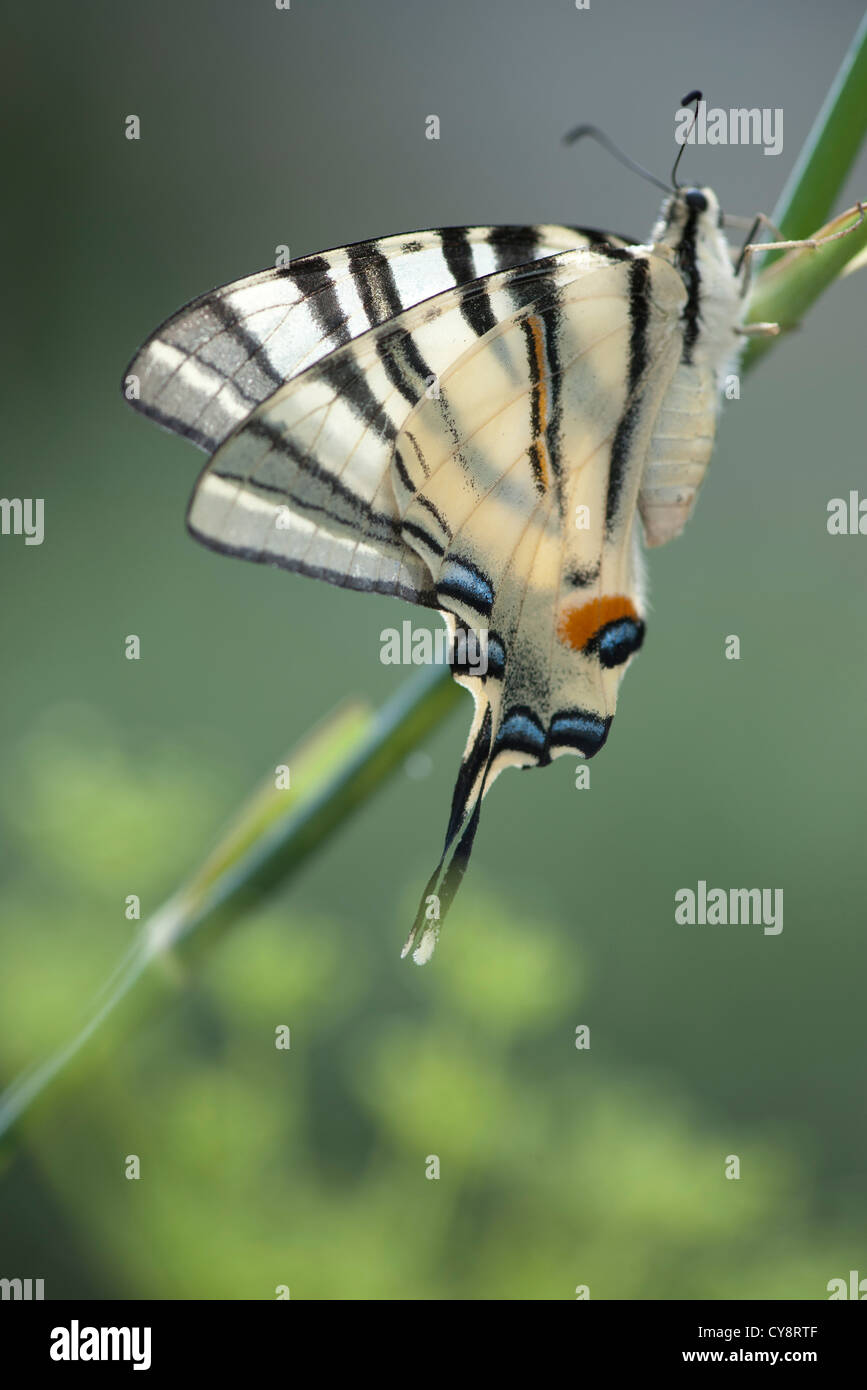 Zebra swallowtail hi-res stock photography and images - Alamy