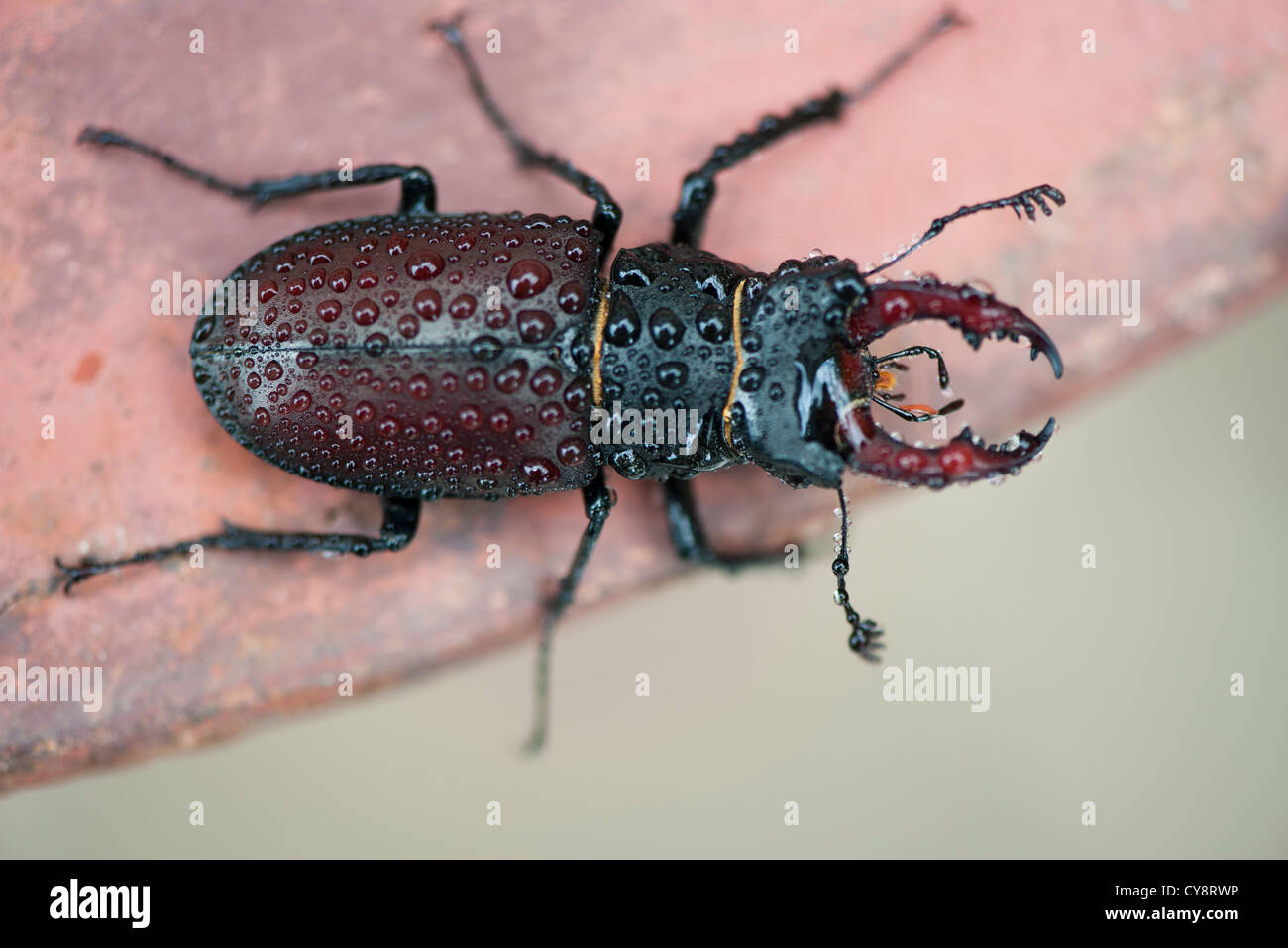 Overhead view beetle hi-res stock photography and images - Alamy