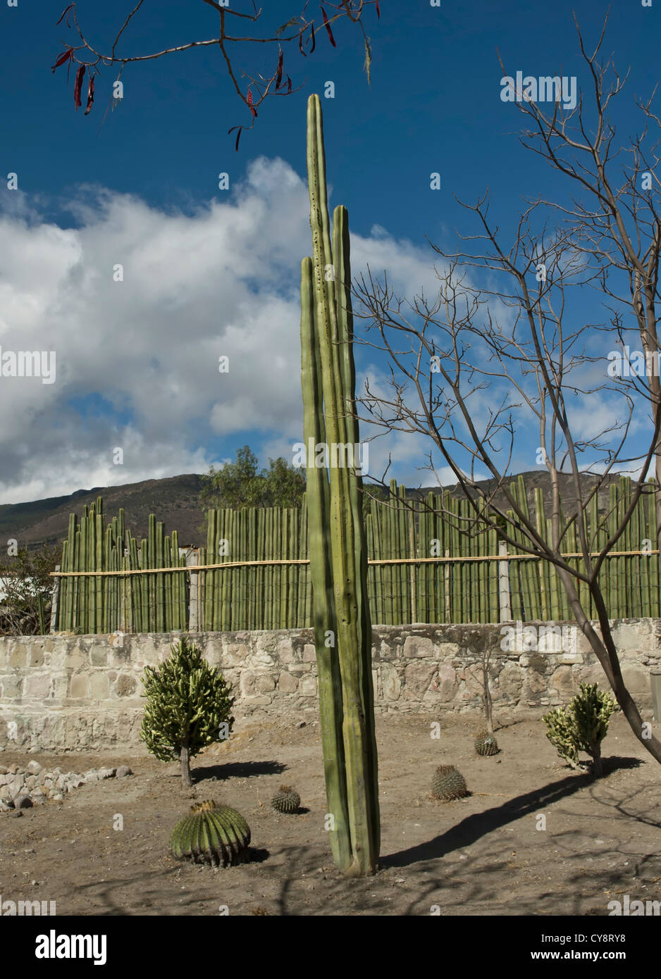 Pachycereus Marginatus, Cactus, Mexican fence post cactus Stock Photo ...