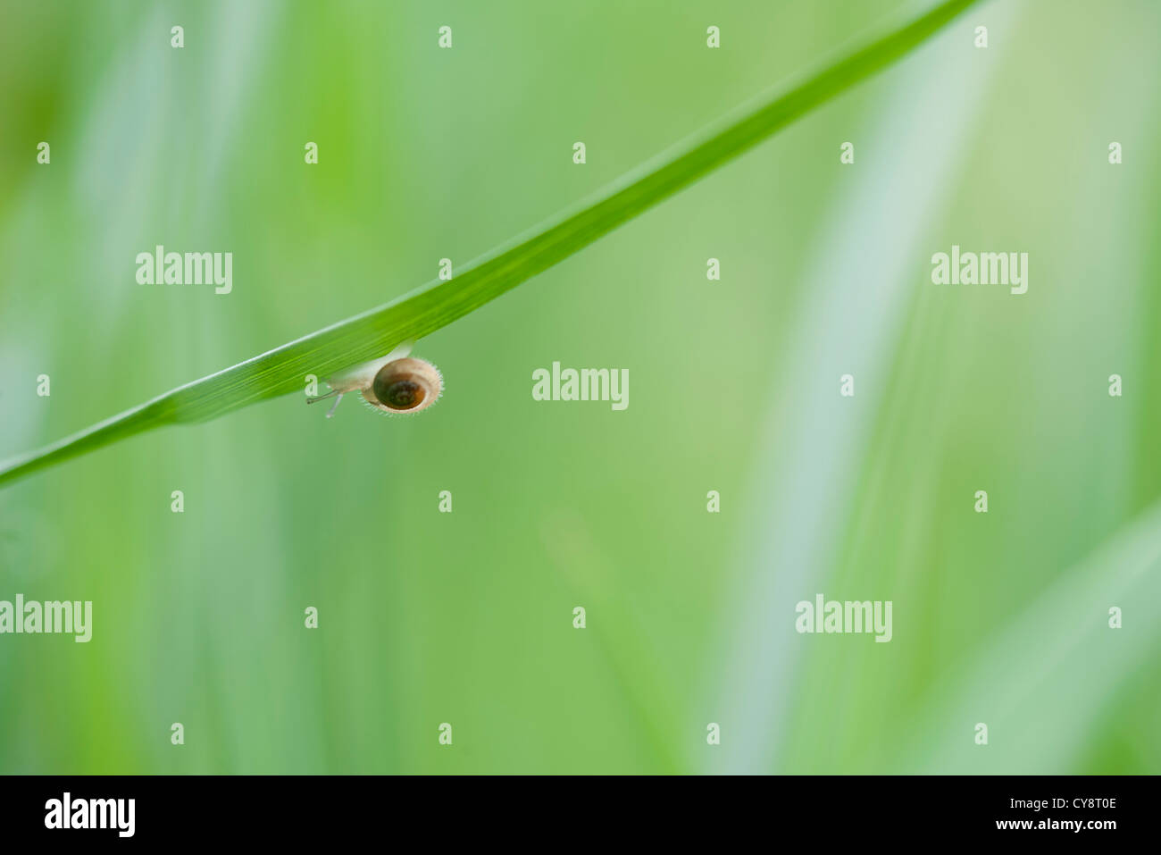 Hairy snail hi-res stock photography and images - Alamy