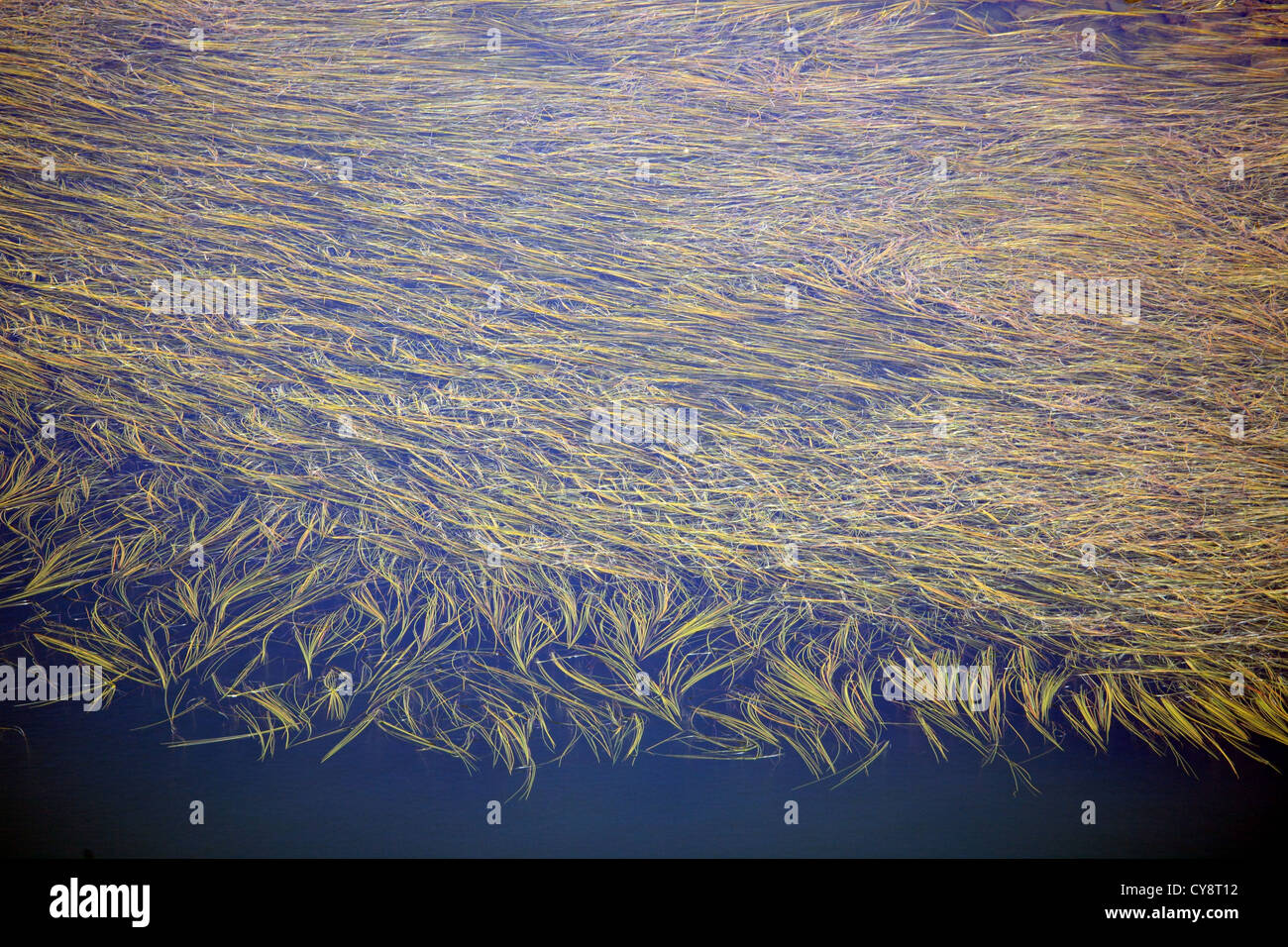 weeds in a lake of mountain forming drawings Stock Photo - Alamy