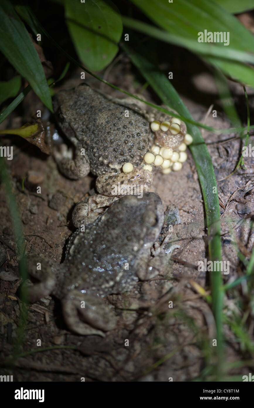 Toad laying eggs hi-res stock photography and images - Alamy