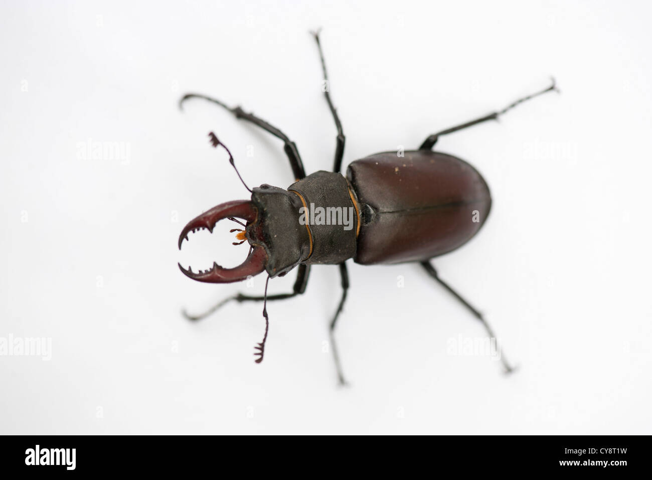 Stag beetle specimen hi-res stock photography and images - Alamy