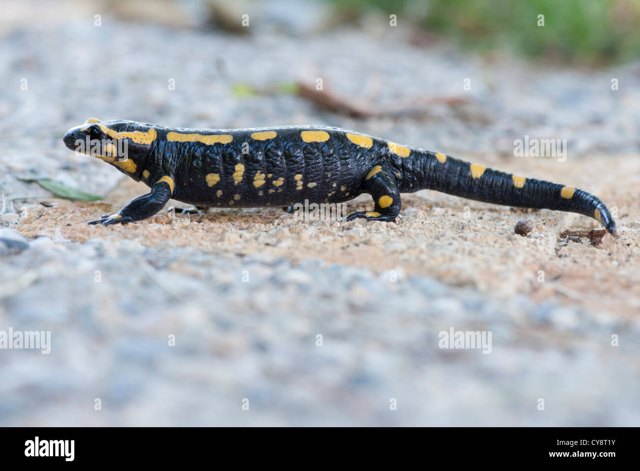 Fire salamander (Salamandra salamandra Stock Photo - Alamy
