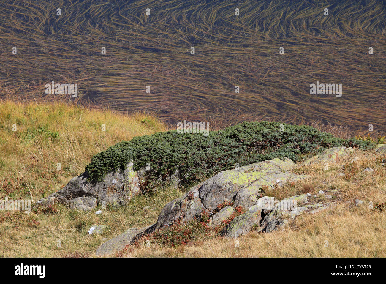 weeds in a lake of mountain forming drawings Stock Photo - Alamy