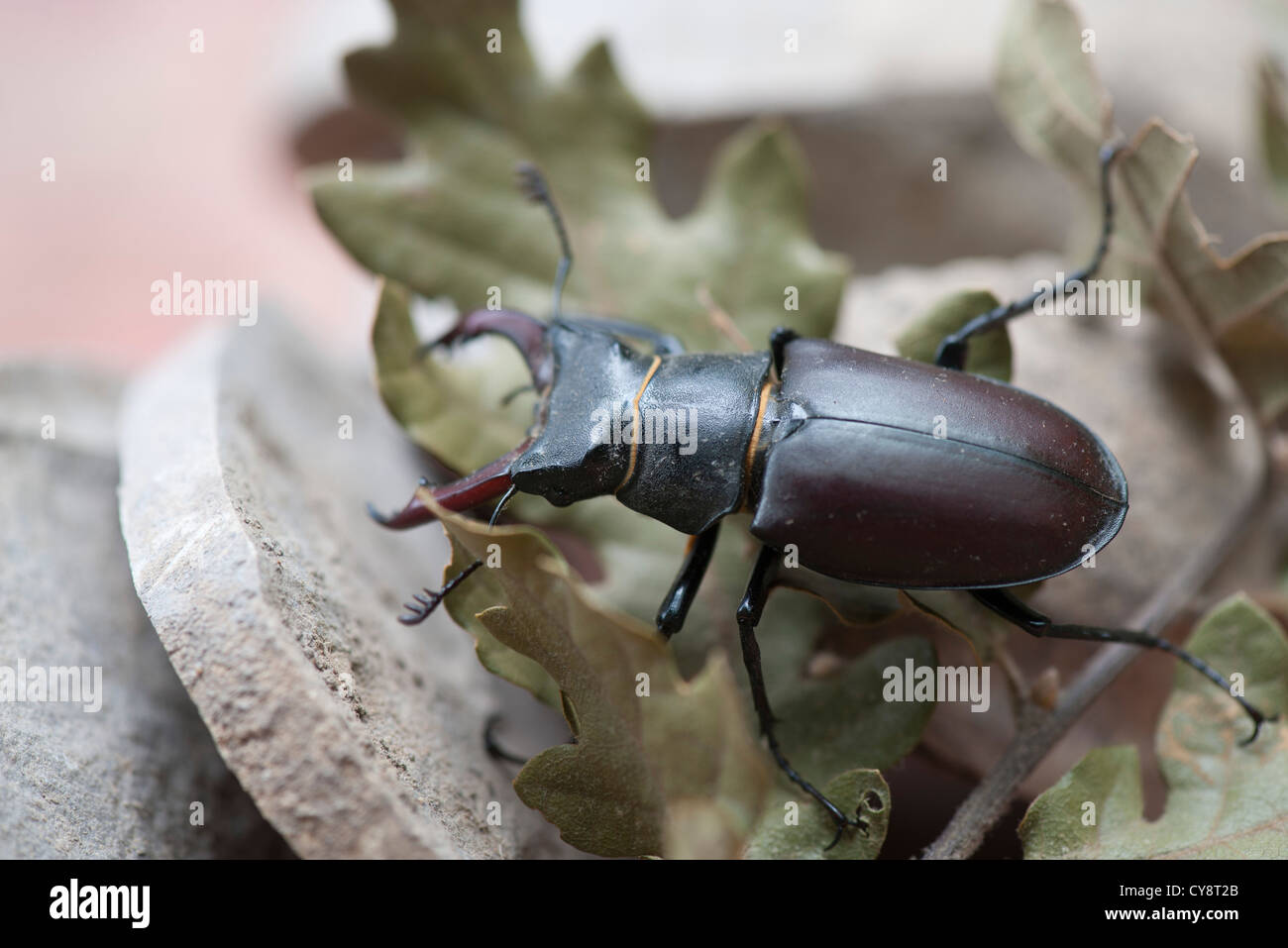 Stag bugs hi-res stock photography and images - Alamy