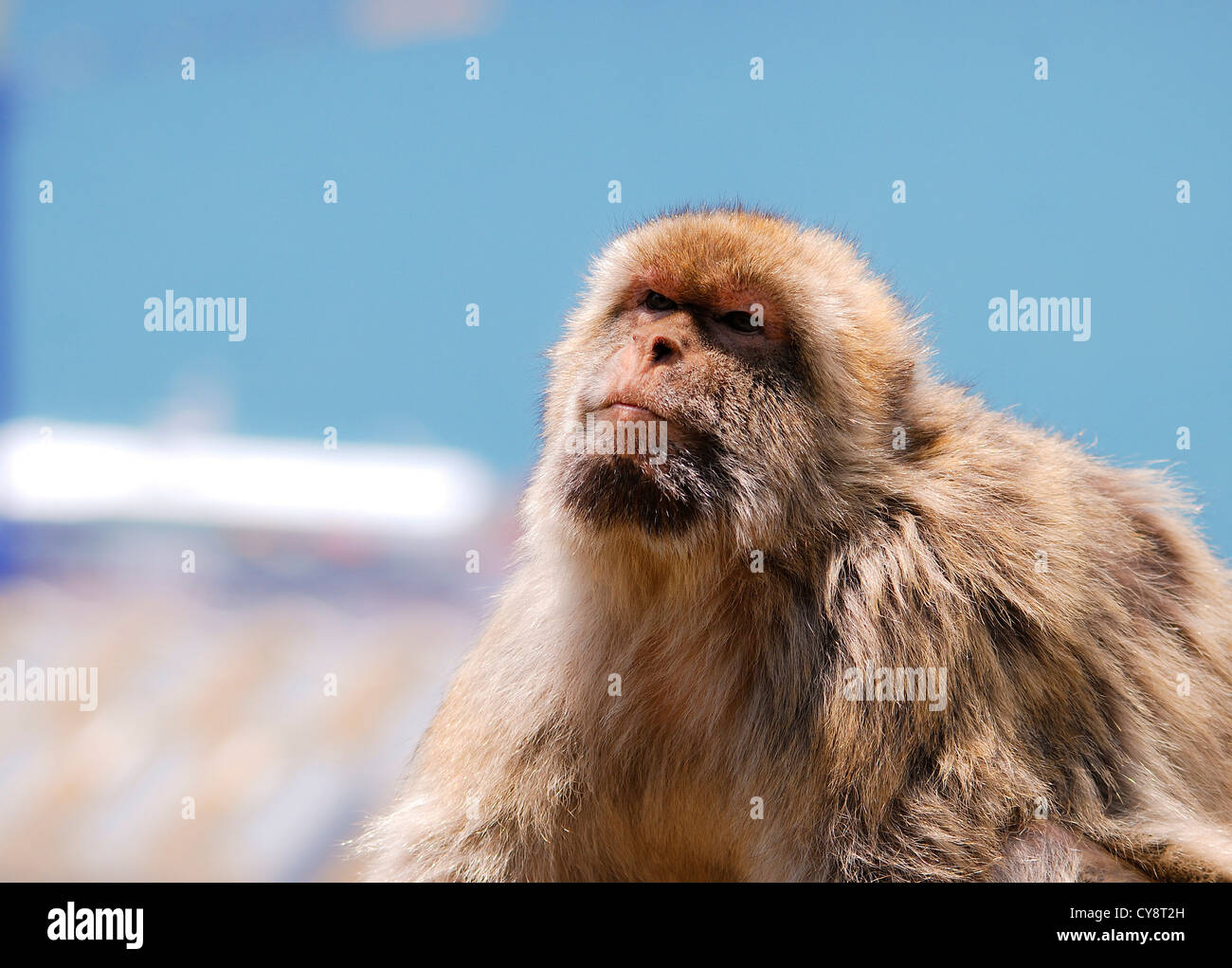 Barbary macaques, Macaca sylvanus in Gibraltar, overseas British ...