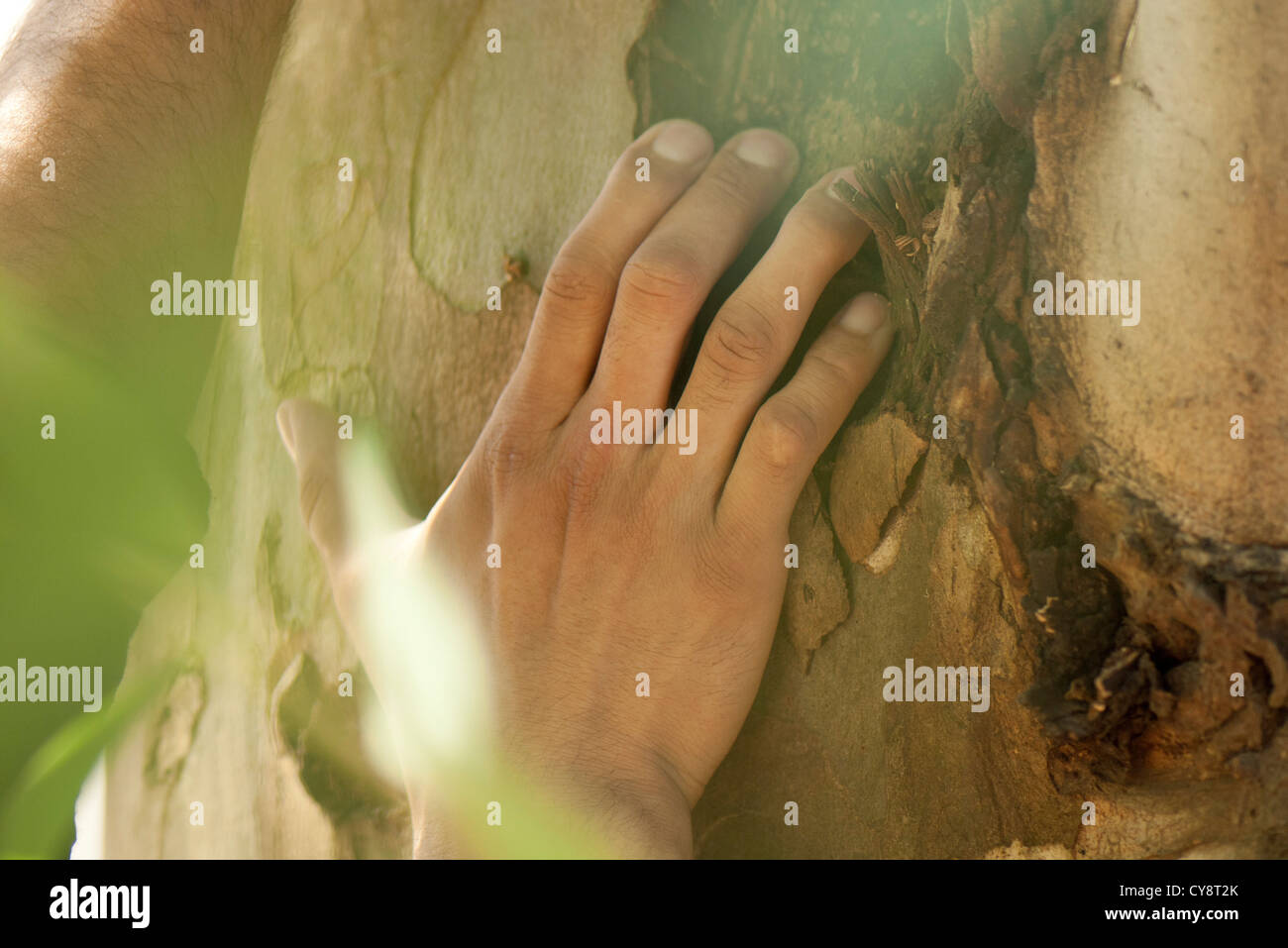 Man's hand touching tree bark, cropped Stock Photo - Alamy
