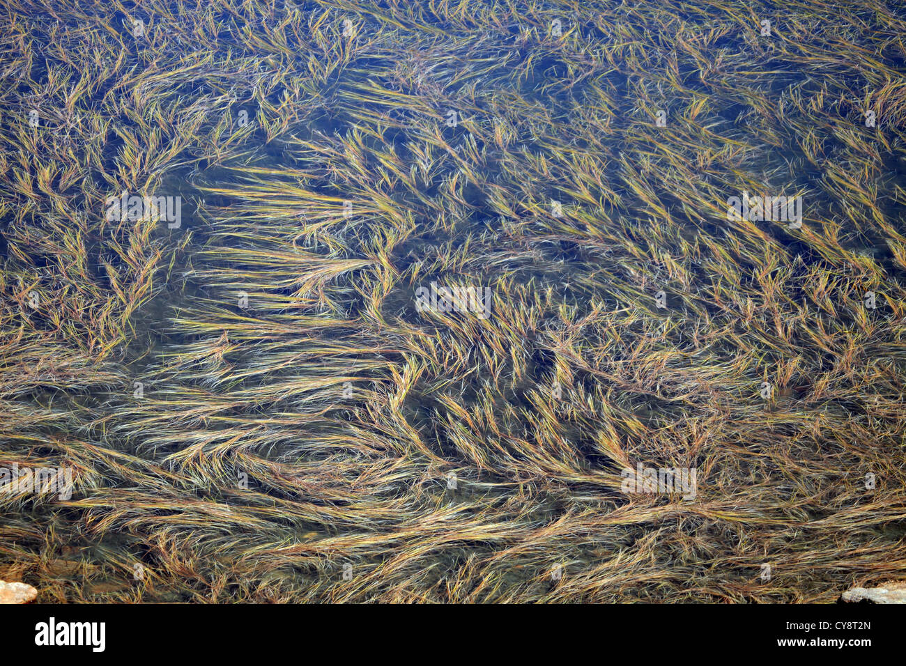 weeds in a lake of mountain forming drawings Stock Photo - Alamy