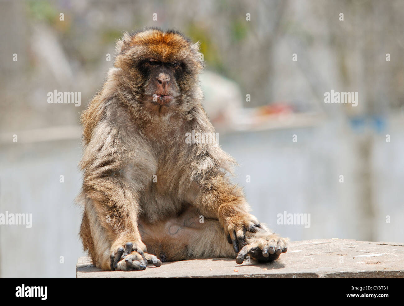 Barbary macaques in gibraltar hi-res stock photography and images - Alamy