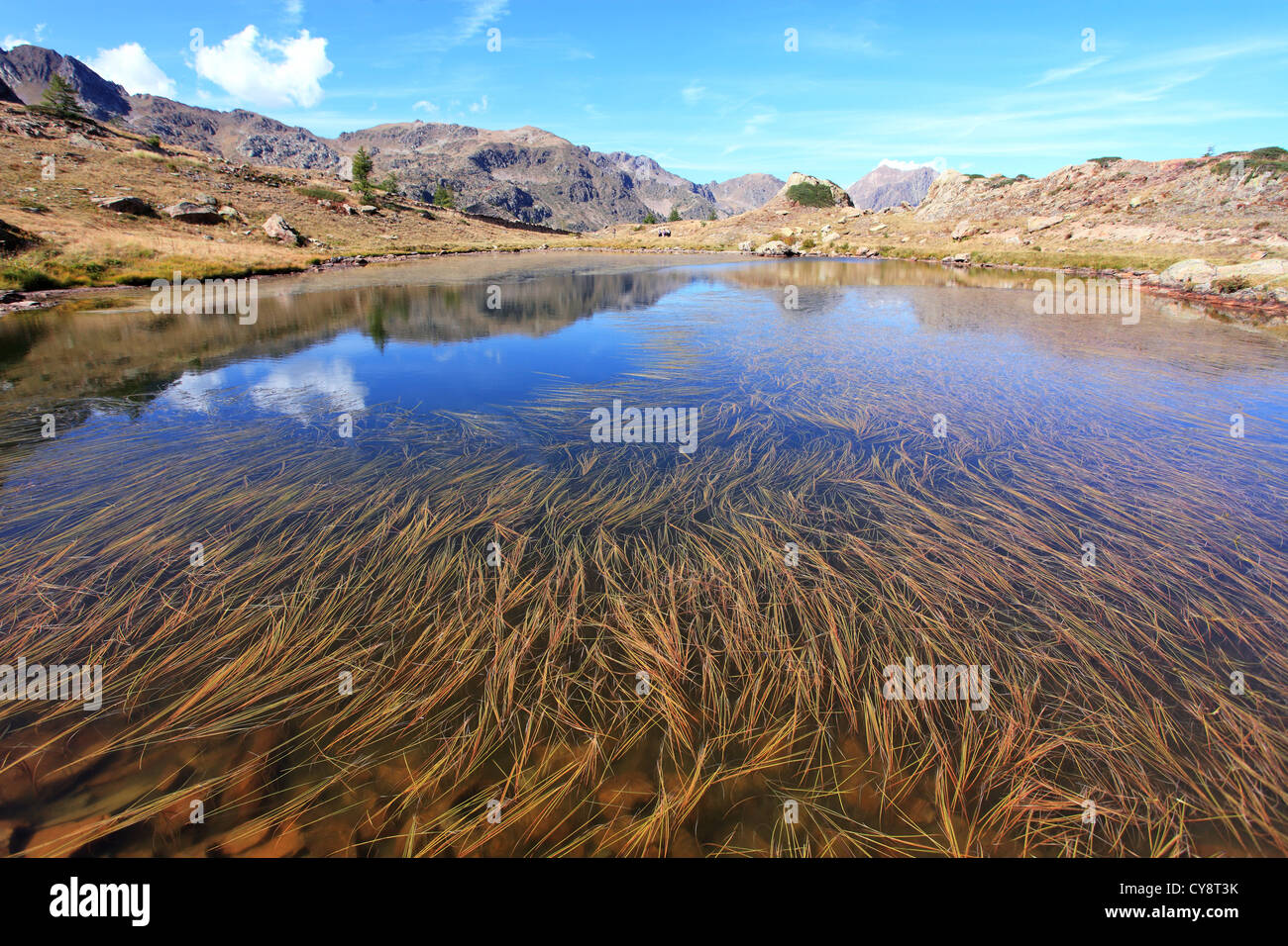 Lake weeds hi-res stock photography and images - Alamy