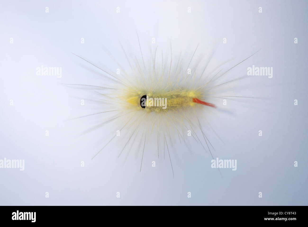 Caterpillar from bugs life hi-res stock photography and images - Alamy